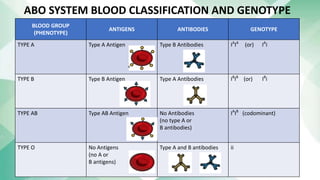 blood types and its information for school | PPTX | Infectious Diseases ...