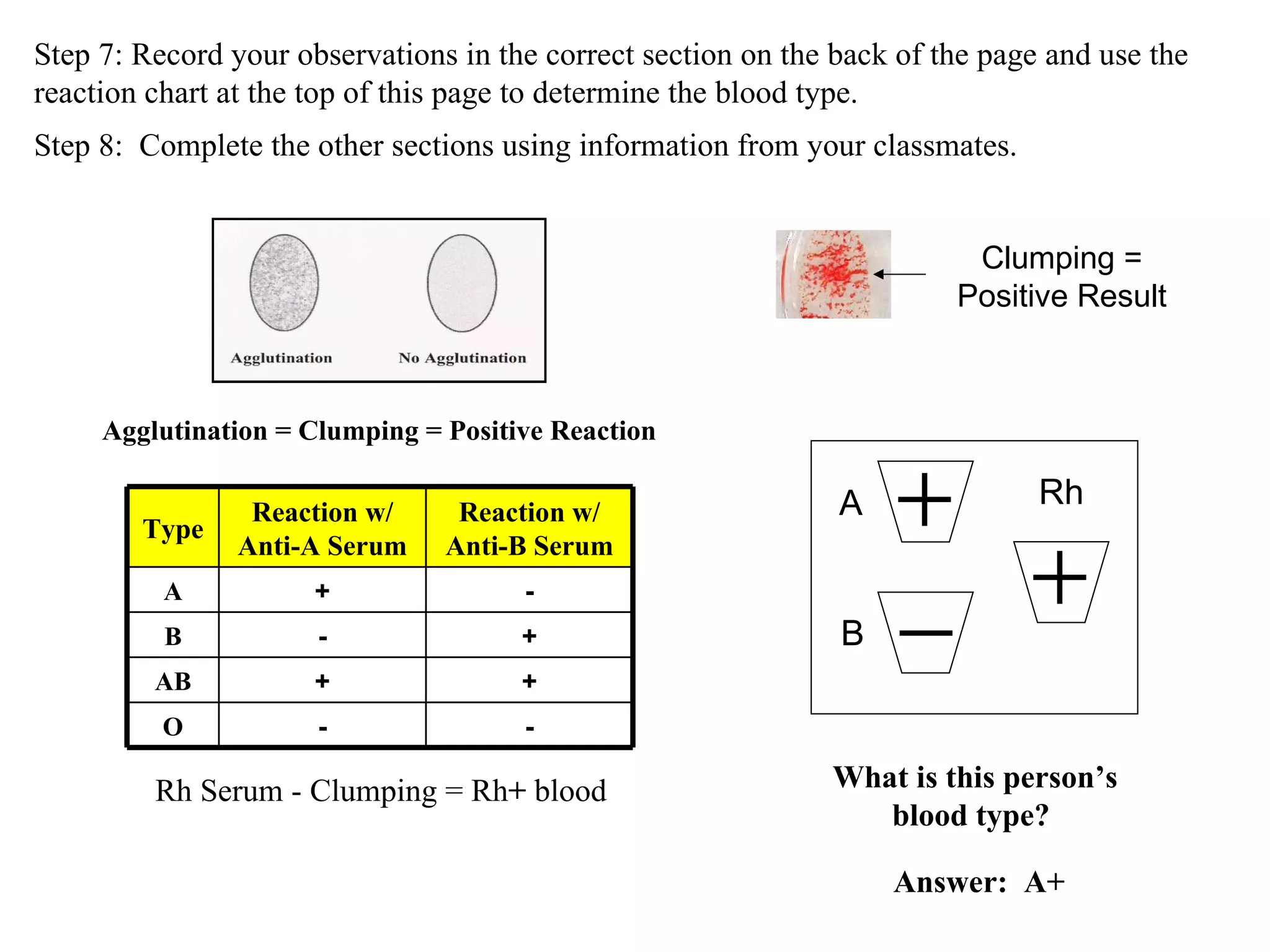 Bloodtypinglab2 2 | PPT