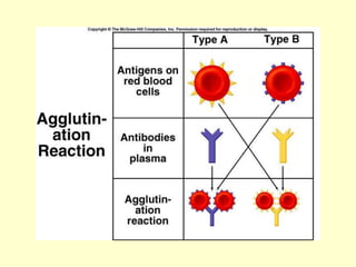 Blood Typing PPT.ppt