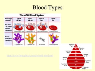 Blood Typing Powerpoint Freshmen Lab - Blood Typing Synthetic Blood | PPT