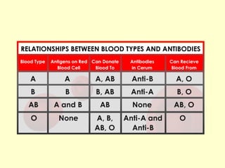 Blood Typing Powerpoint Freshmen Lab - Blood Typing Synthetic Blood | PPT