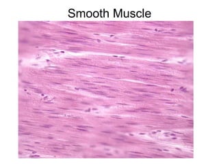Blood vascular system | PPT