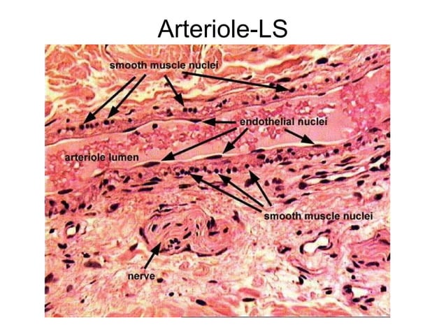 Blood vascular system | PPT