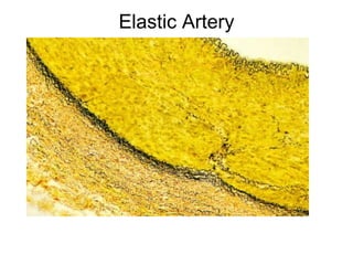 Blood vascular system | PPT