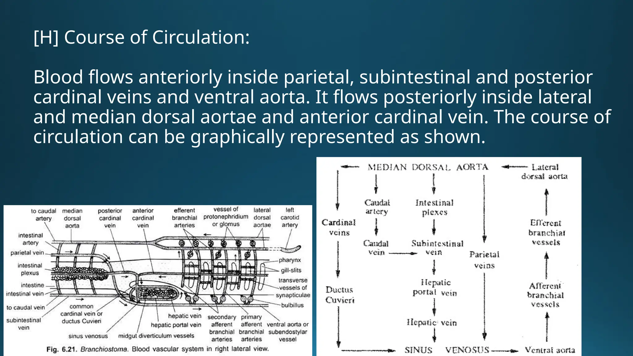 BLOOD VASCULAR SYSTEM of amphioxus.pptx