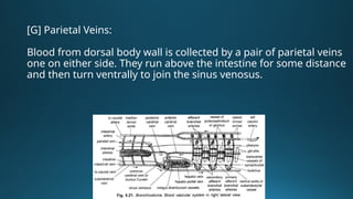 BLOOD VASCULAR SYSTEM of amphioxus.pptx