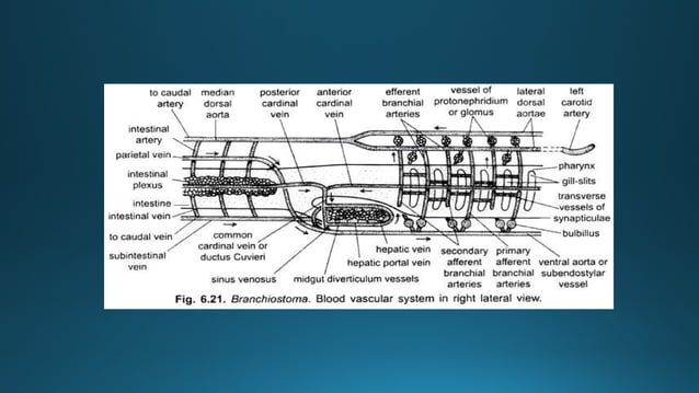 BLOOD VASCULAR SYSTEM of amphioxus.pptx