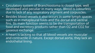 BLOOD VASCULAR SYSTEM of amphioxus.pptx