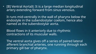 BLOOD VASCULAR SYSTEM of amphioxus.pptx