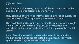 BLOOD VASCULAR SYSTEM of amphioxus.pptx