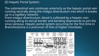 BLOOD VASCULAR SYSTEM of amphioxus.pptx