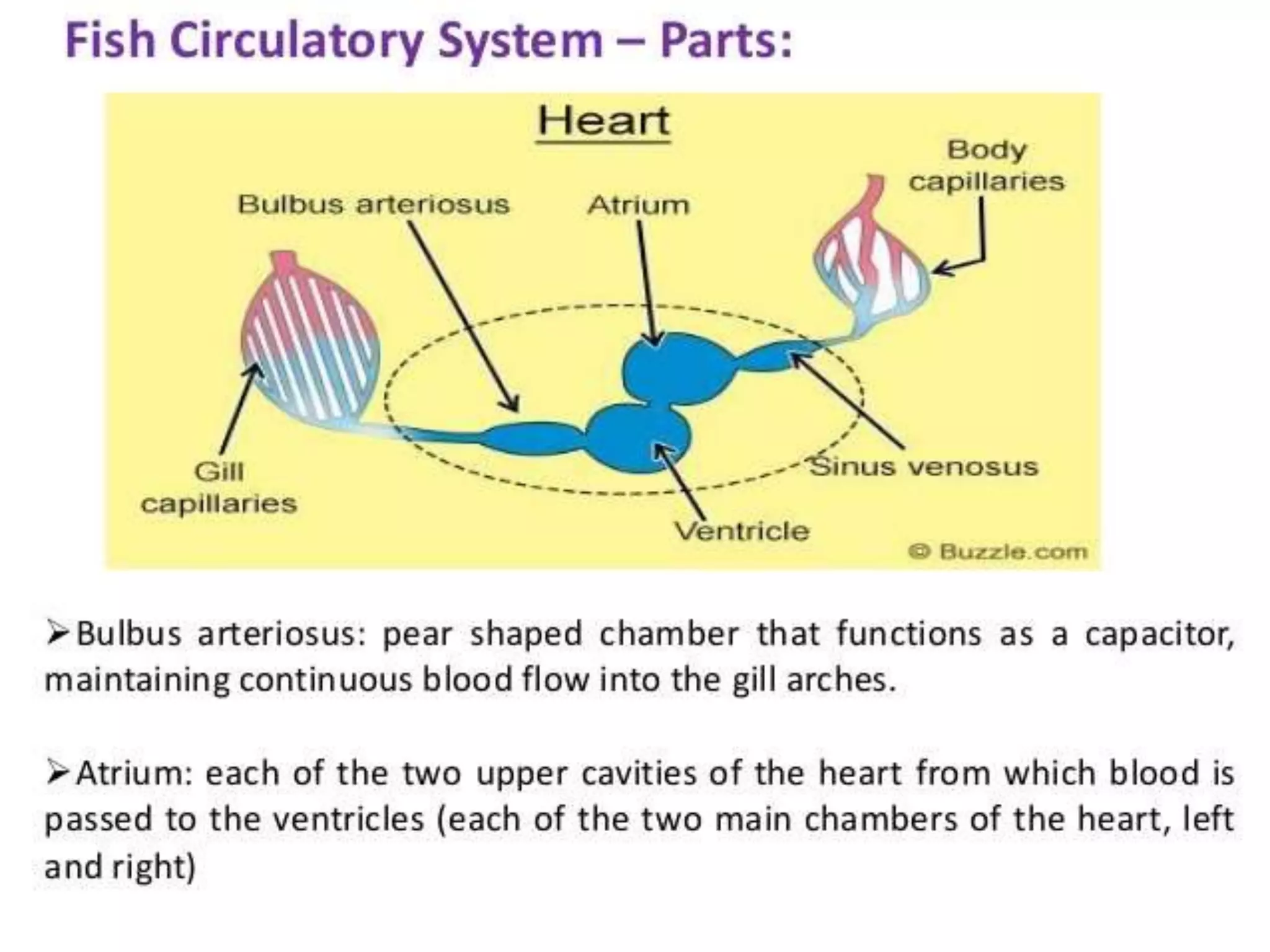 Blood vascular system of fishes (yogesh kumar) | PPTX
