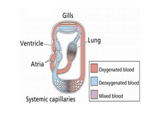 Blood vascular system of fishes (yogesh kumar) | PPTX