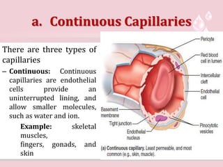 Continuous Capillaries