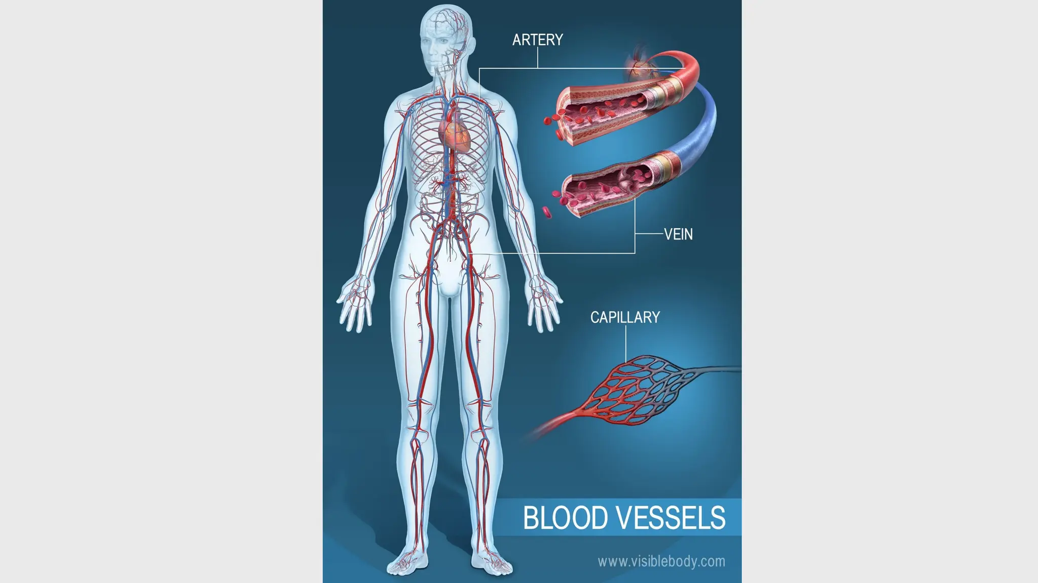 the heart, blood vessel and circulation.pptx