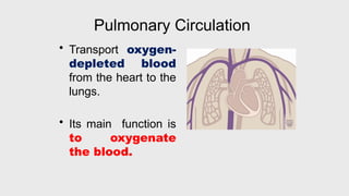 the heart, blood vessel and circulation.pptx