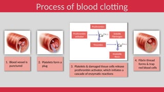 Science 9: Blood Vessel Blood_Composition_9.pptx