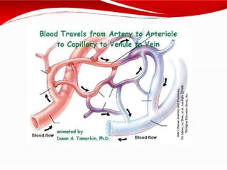 Blood vessels | PPTX