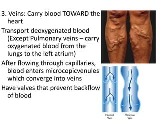 Blood vessel notes | PPTX