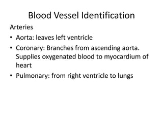 Blood vessel notes | PPTX