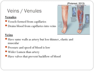 Blood vessels | PPT