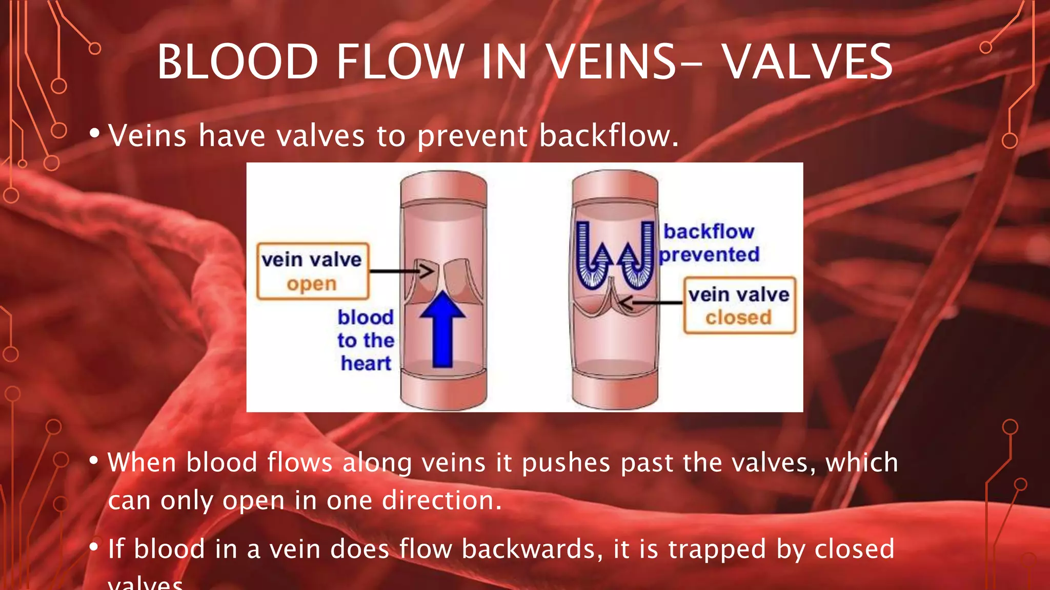 Blood vessels | PPTX