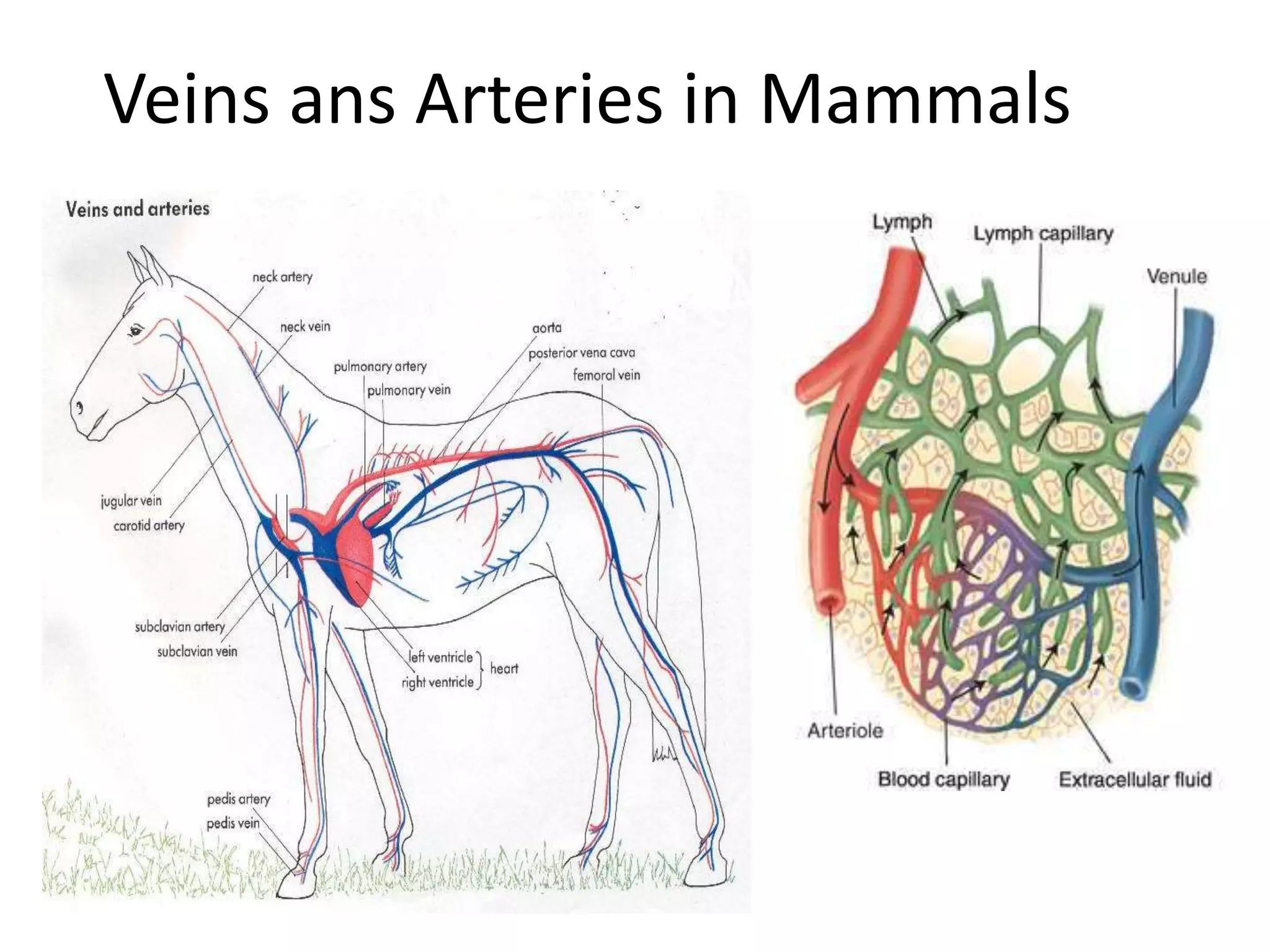 Comparative study of Blood vessels of vertebrates | PPTX