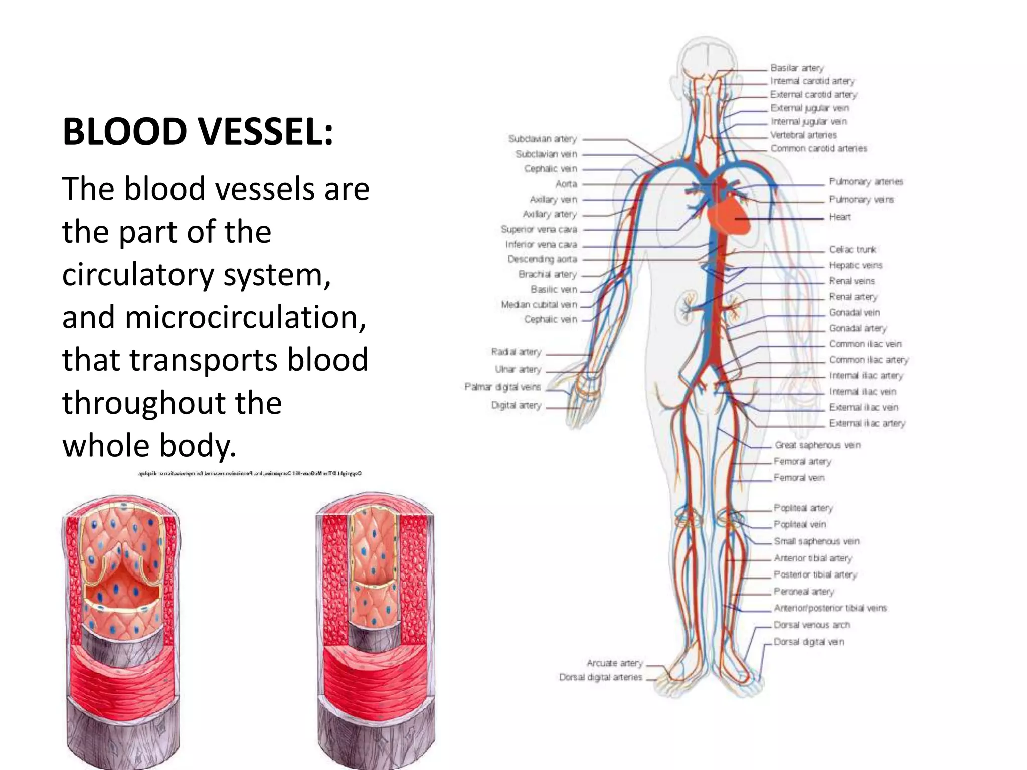 Comparative study of Blood vessels of vertebrates | PPTX