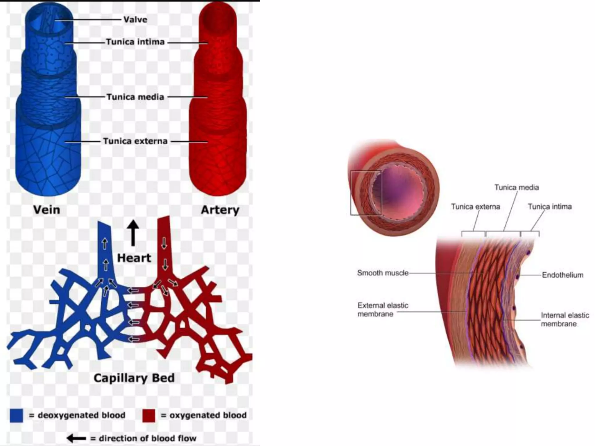 Comparative study of Blood vessels of vertebrates | PPTX