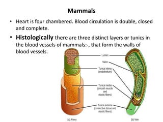 Comparative study of Blood vessels of vertebrates | PPTX