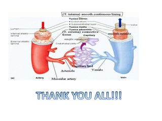 Comparative study of Blood vessels of vertebrates | PPTX