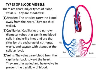 Comparative study of Blood vessels of vertebrates | PPTX