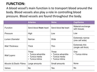 Comparative study of Blood vessels of vertebrates | PPTX