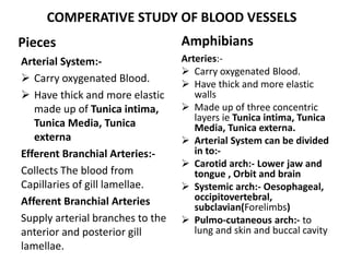 Comparative study of Blood vessels of vertebrates | PPTX