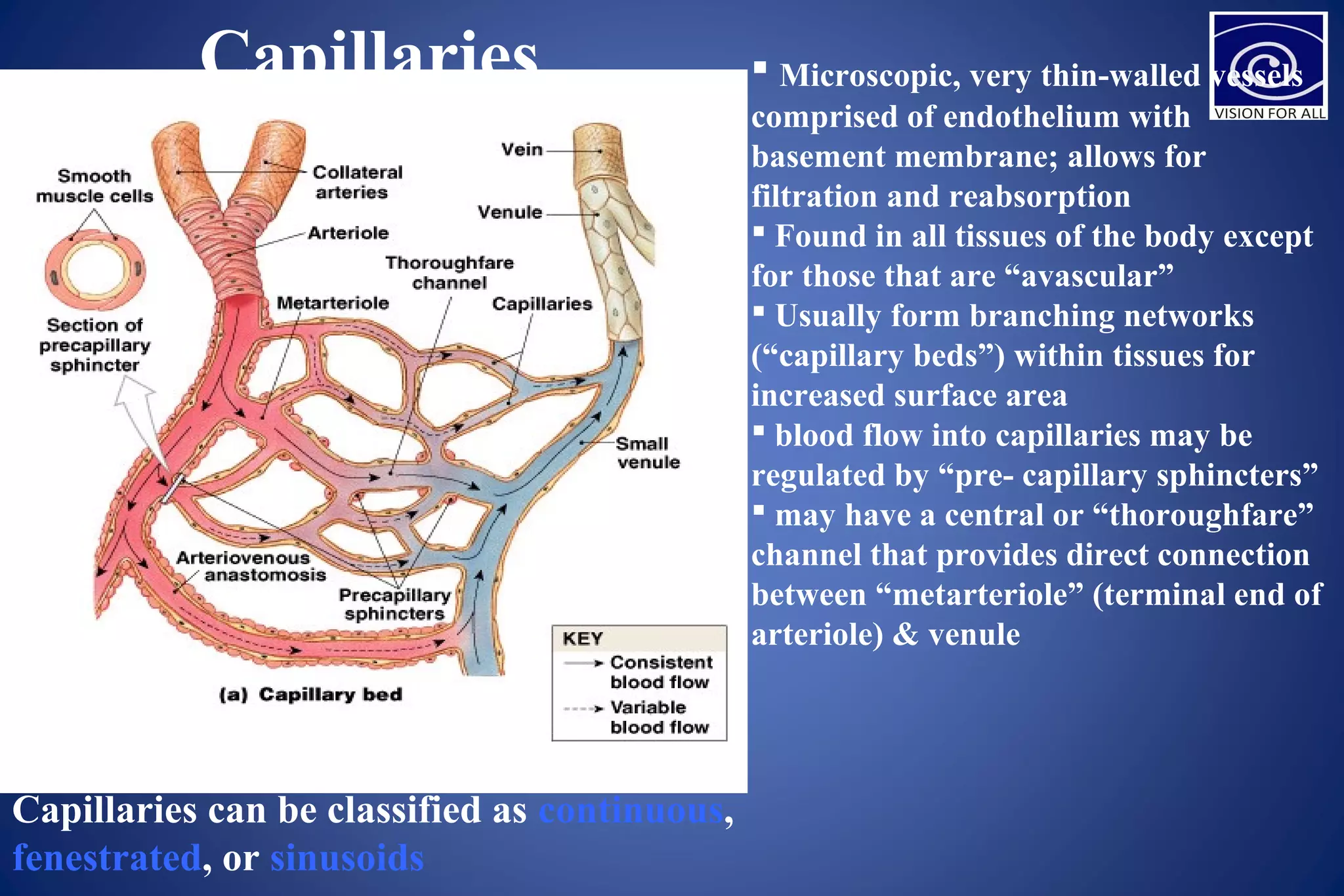 ANATOMY OF BLOOD VESSELS | PPT