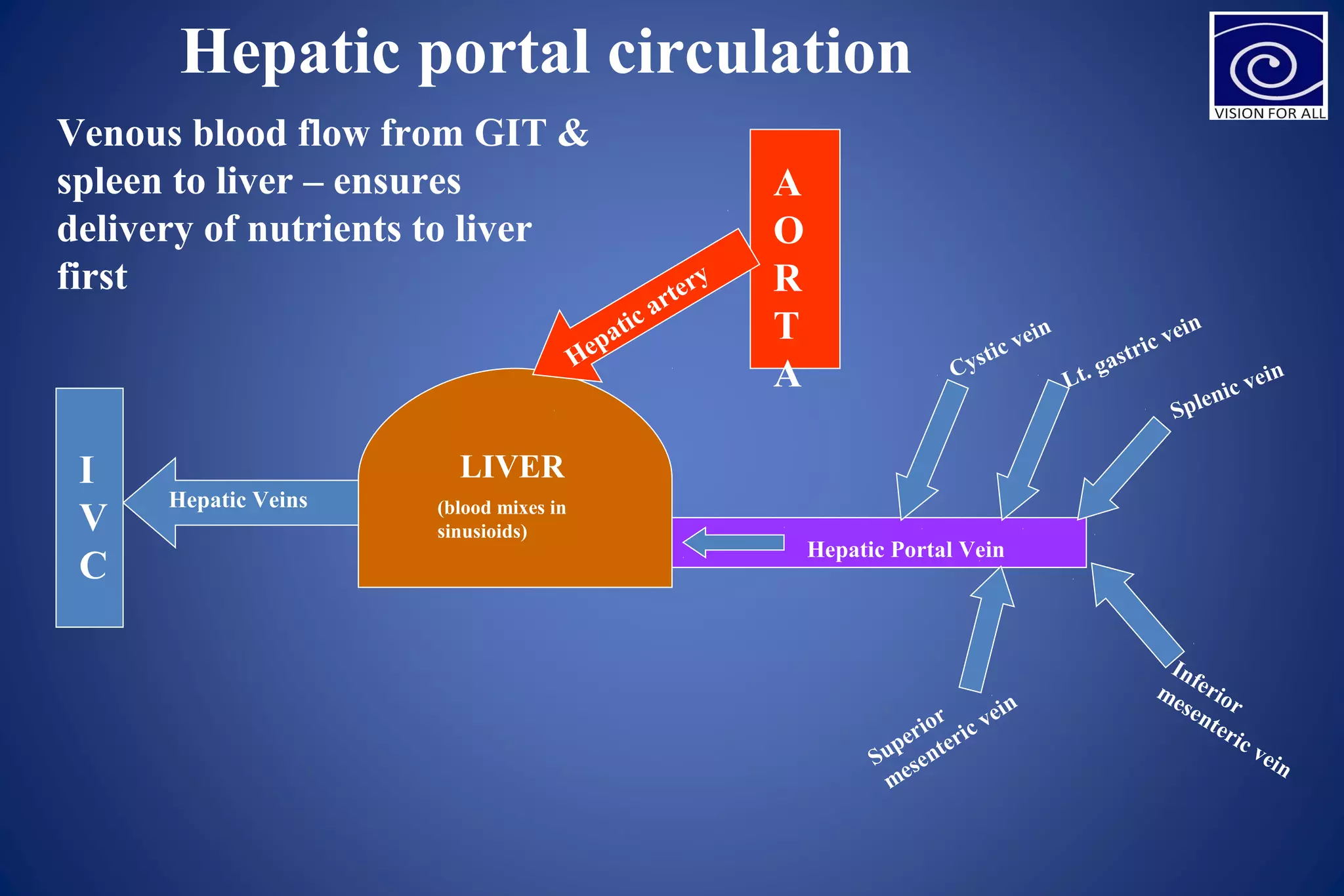 ANATOMY OF BLOOD VESSELS | PPT