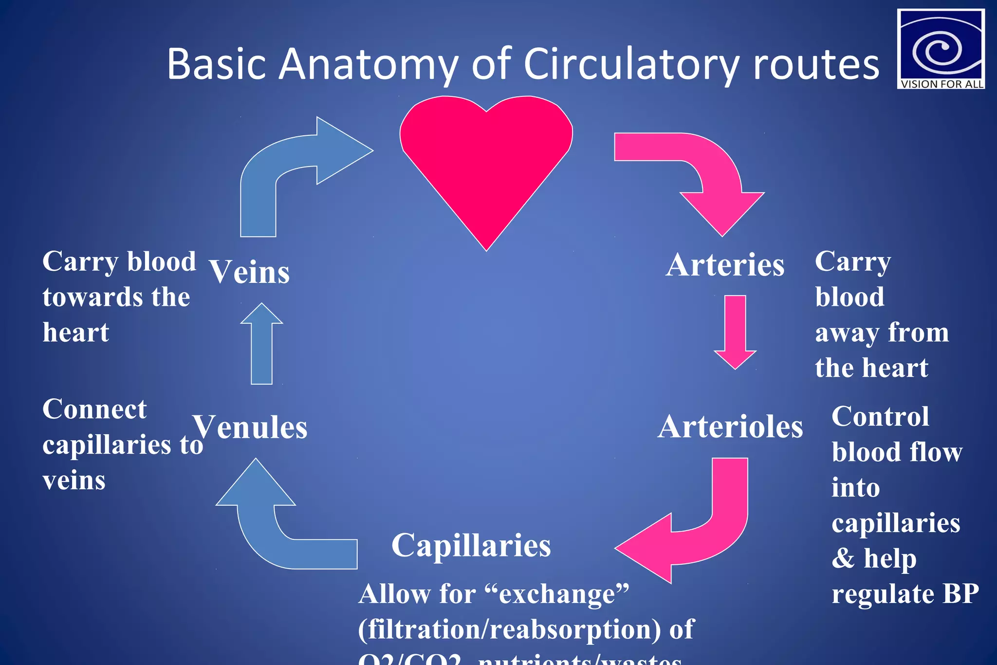 ANATOMY OF BLOOD VESSELS | PPT