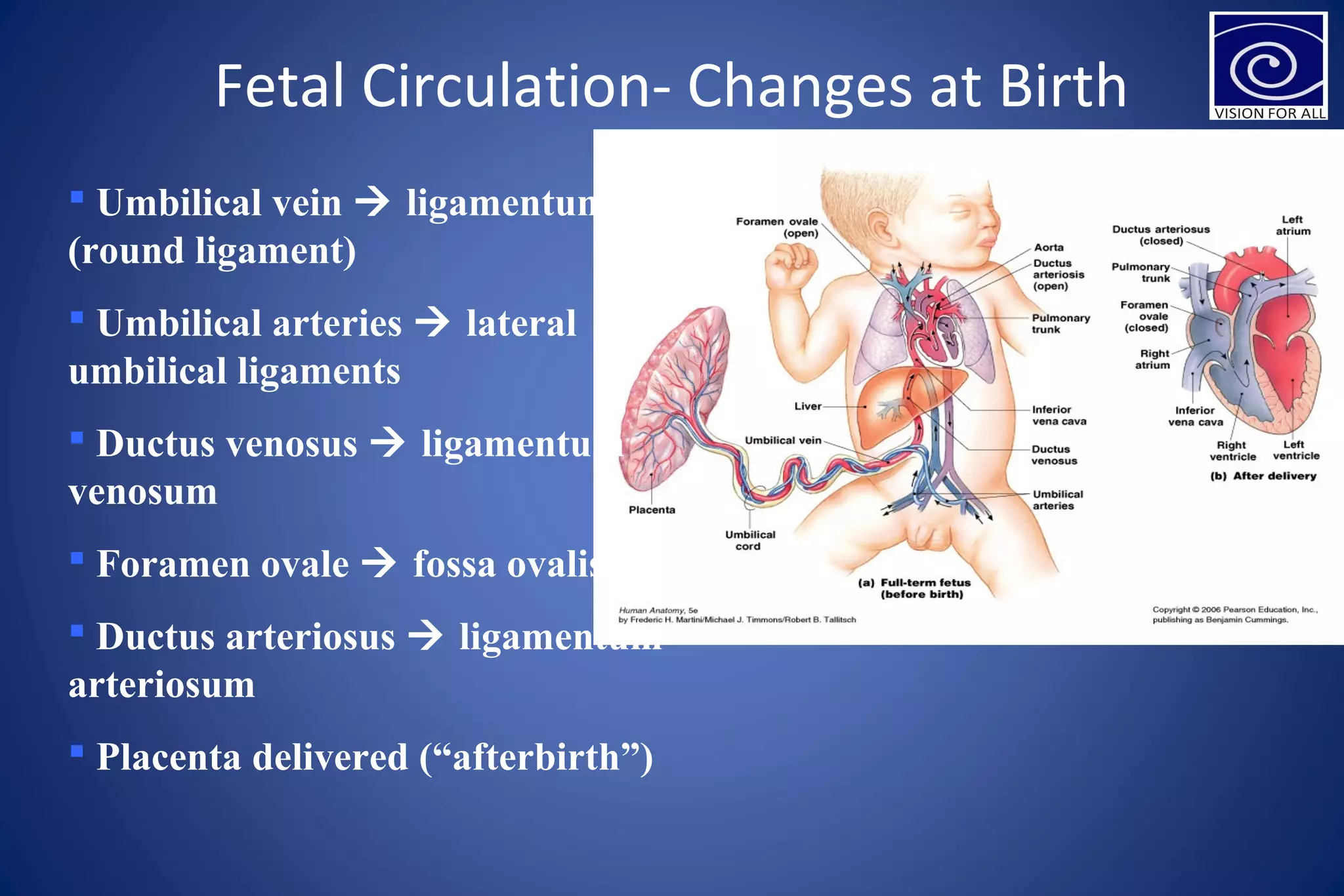 ANATOMY OF BLOOD VESSELS | PPT