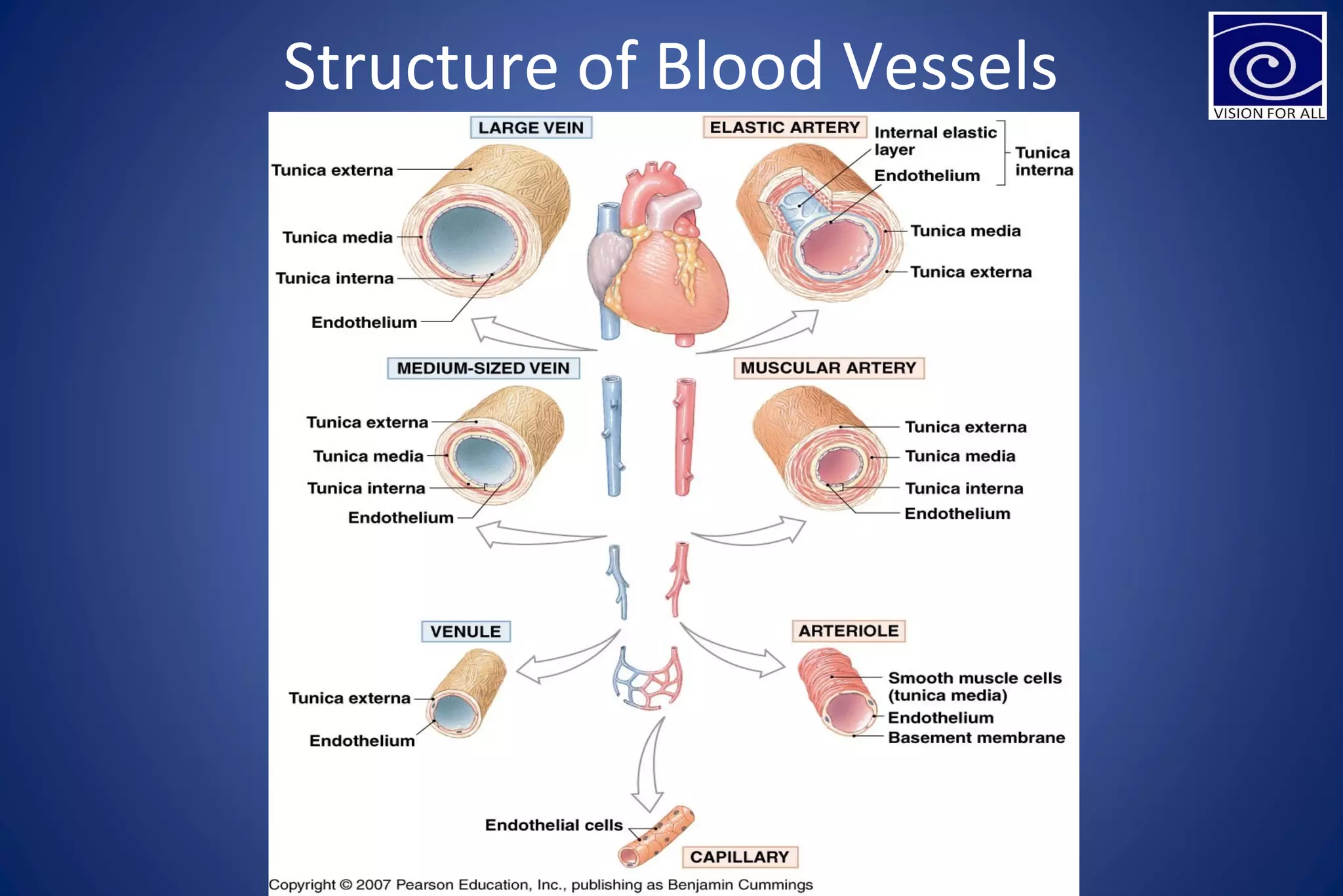 ANATOMY OF BLOOD VESSELS | PPT
