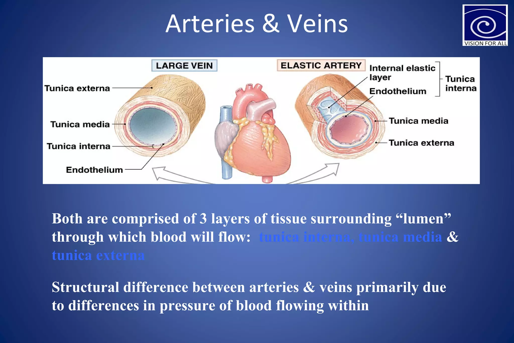 ANATOMY OF BLOOD VESSELS | PPT