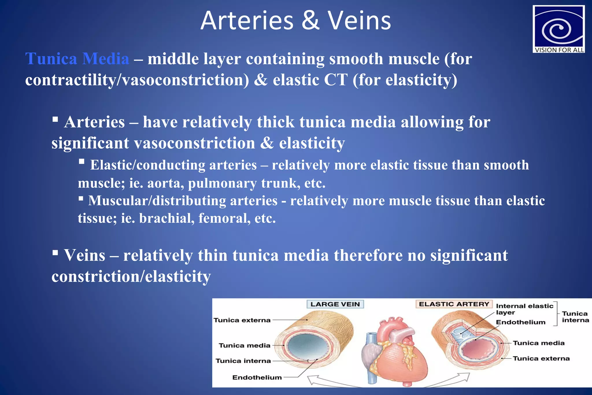 ANATOMY OF BLOOD VESSELS | PPT