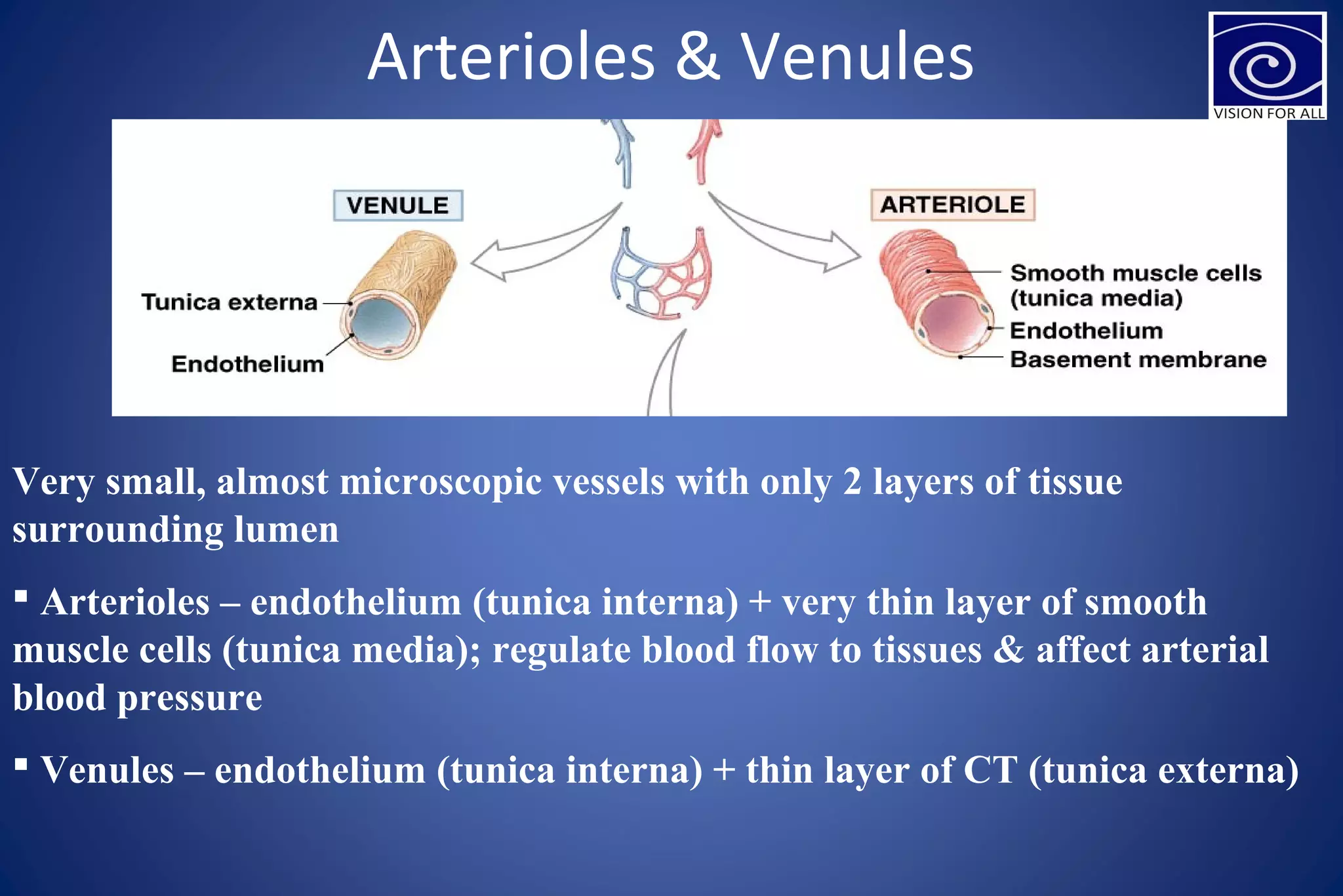 ANATOMY OF BLOOD VESSELS | PPT