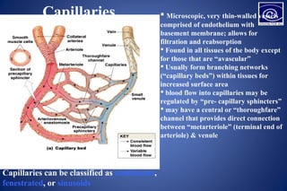 ANATOMY OF BLOOD VESSELS | PPT
