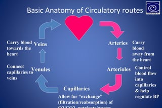 ANATOMY OF BLOOD VESSELS | PPT