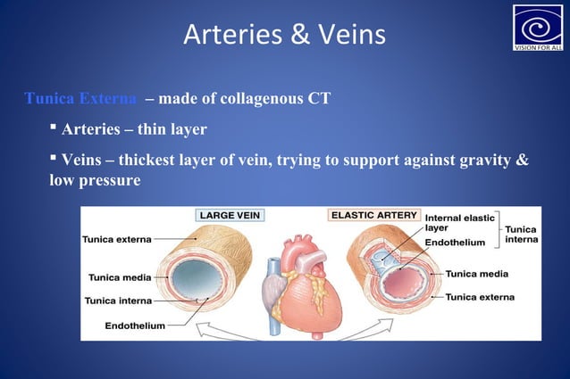 ANATOMY OF BLOOD VESSELS | PPT | Heart and Cardiovascular Diseases ...