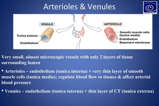 ANATOMY OF BLOOD VESSELS | PPT | Heart and Cardiovascular Diseases ...