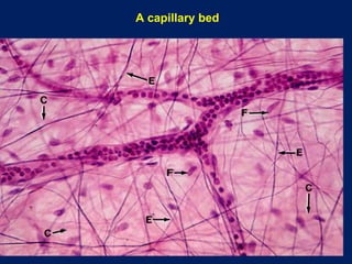 Capillary Bed