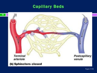 Capillary Bed Labeled