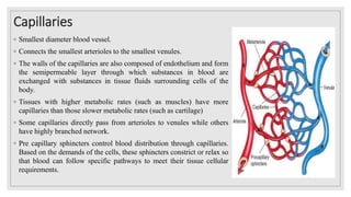Blood Vessels | PPTX