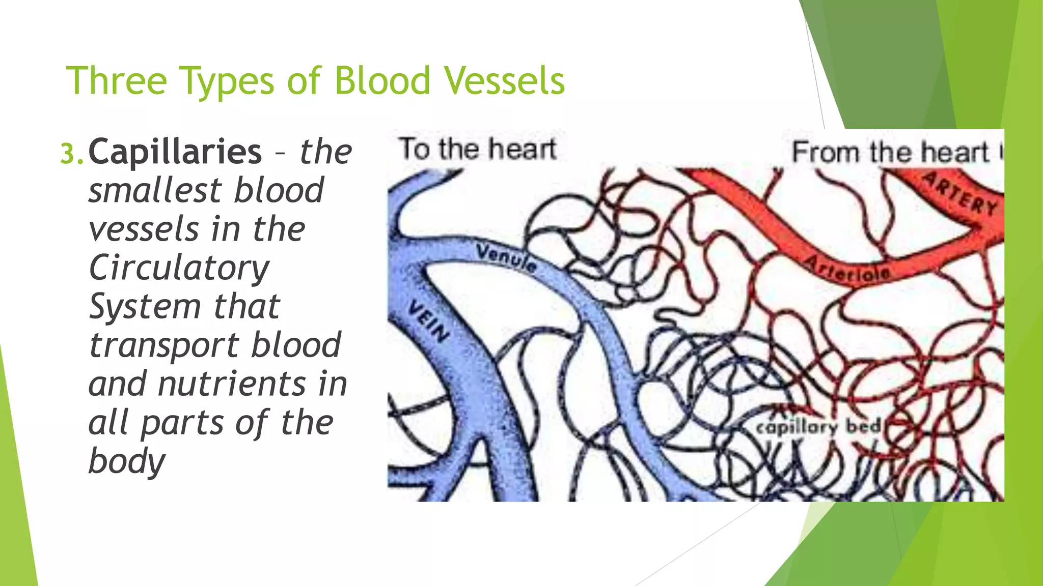 Blood Vessels.pptx